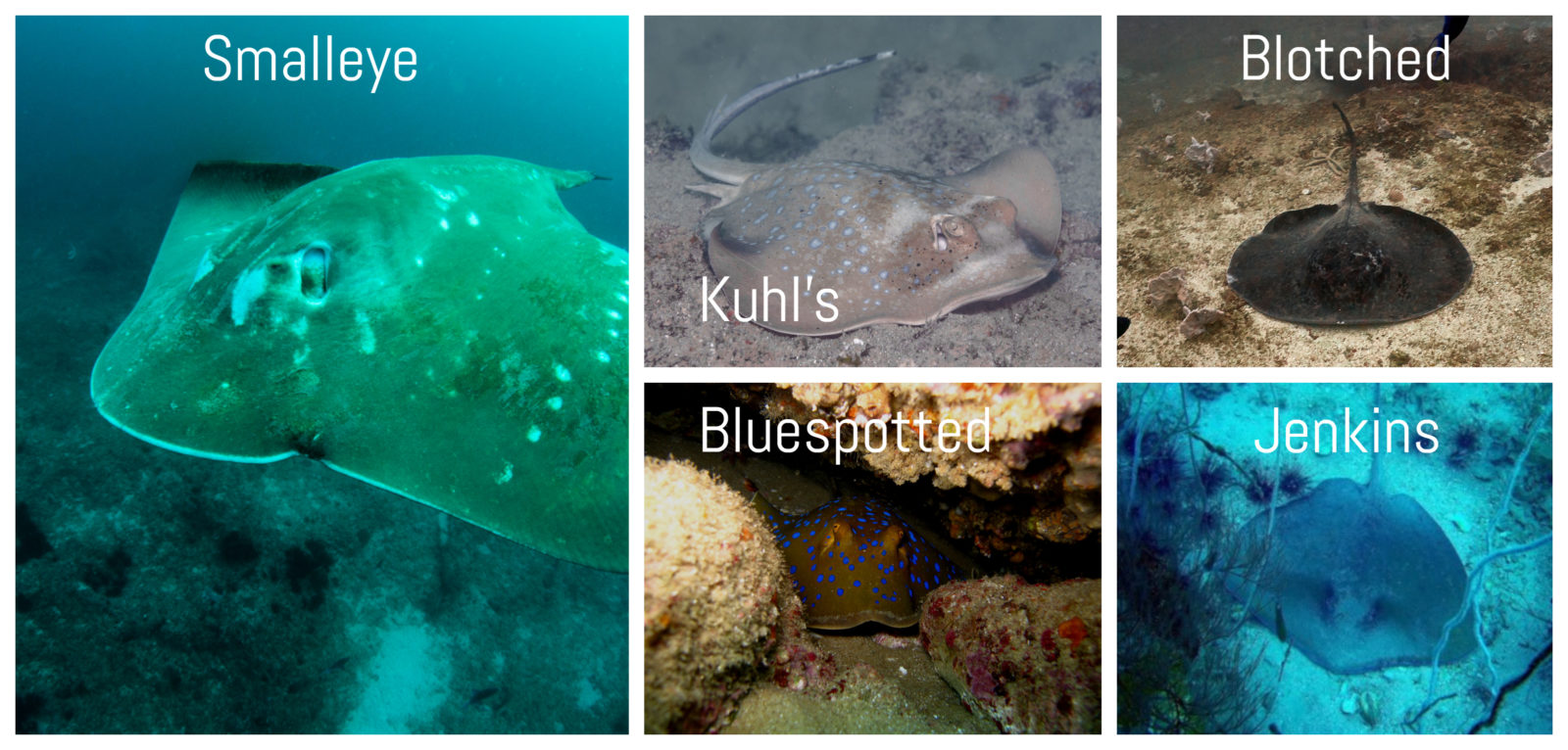 Trends in the sightings of stingrays in Mozambique – Smalleye Stingray